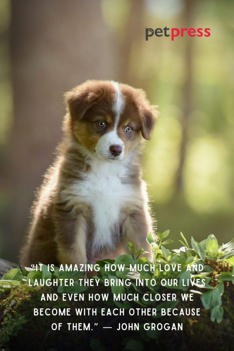 Celebrate Happiness With These 50+ Adorable Puppy Love Quotes