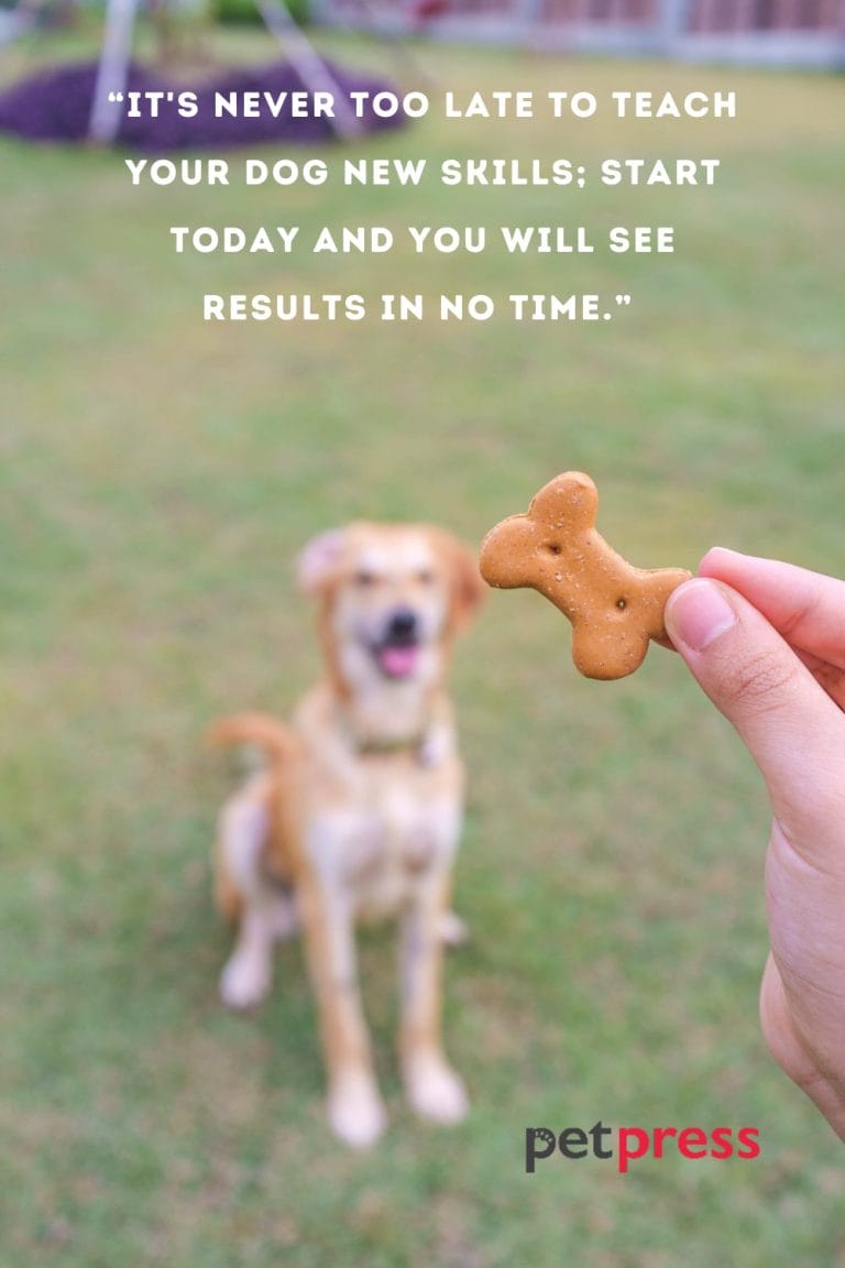 50+ Inspiring Dog Training Quotes That Will Motivate You