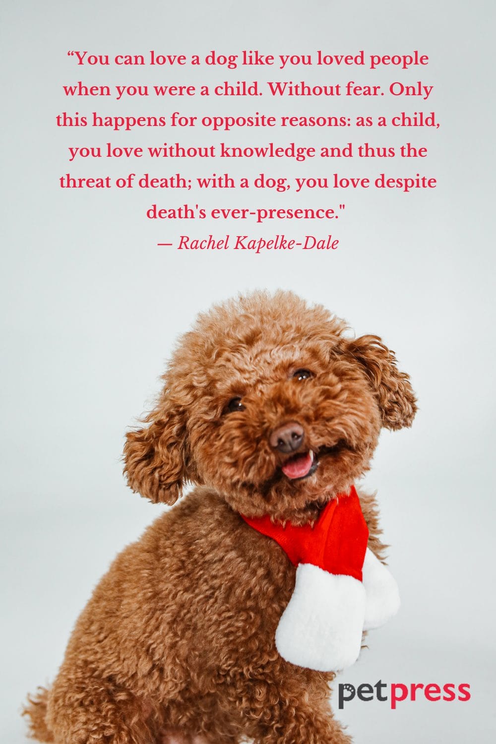 50+ Dog and Human Quotes That Inspire Love and Loyalty