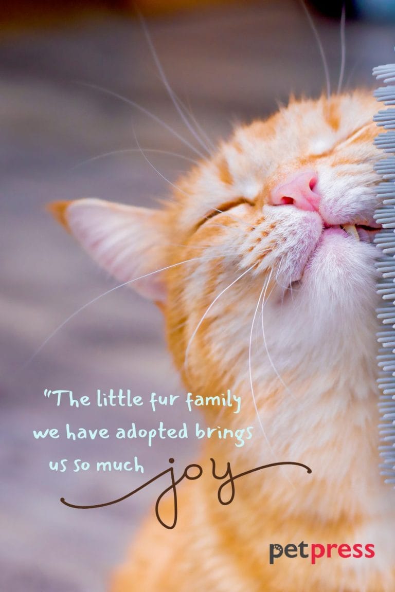 50+ Heartwarming Cat Mom Quotes to Honor Their Devoted Care