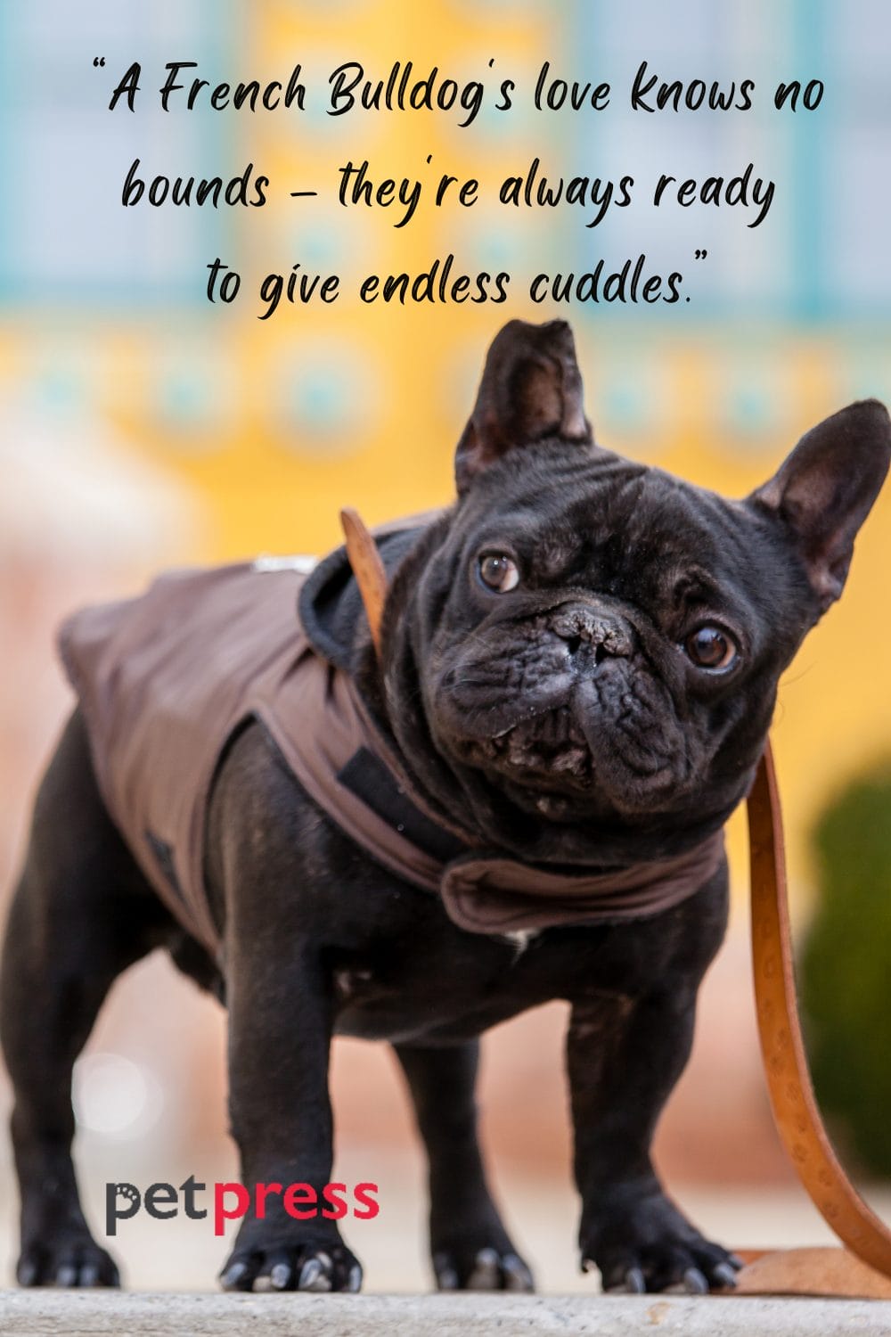 50+ Best French Bulldog Quotes That Will Make You Laugh