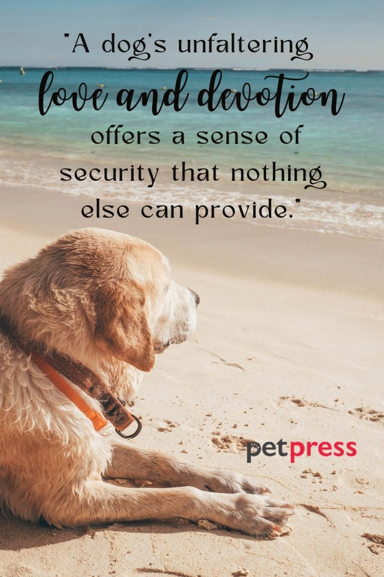 Selfless Love: 50+ Uplifting Soul Dog Quotes - PetPress