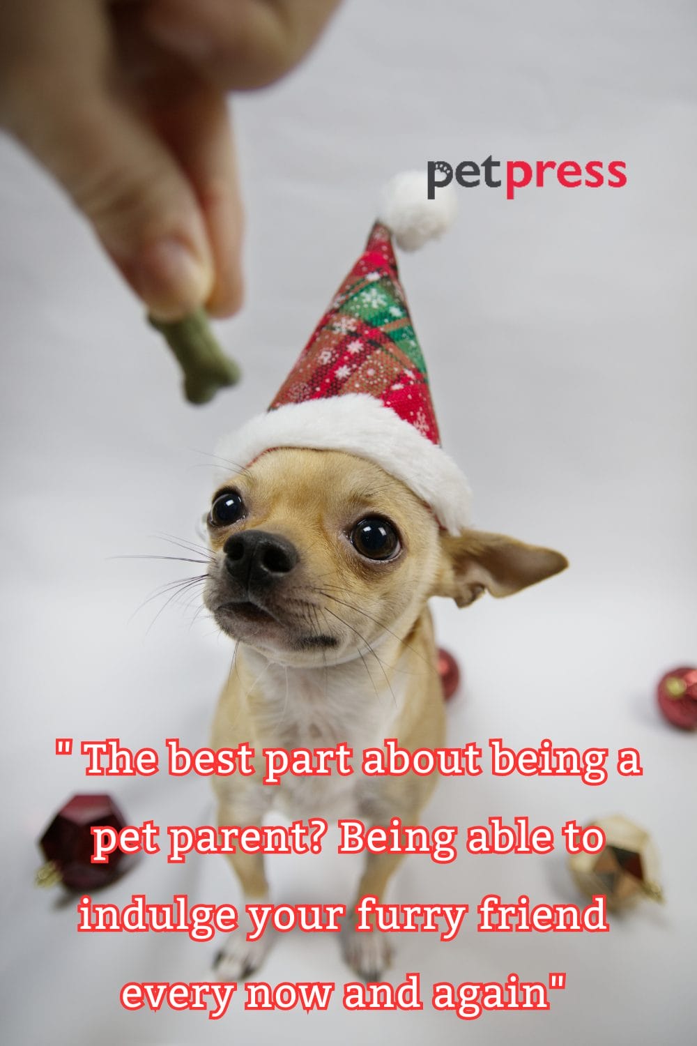 The Best of the Best: 50+ Spoiled Dog Quotes - PetPress