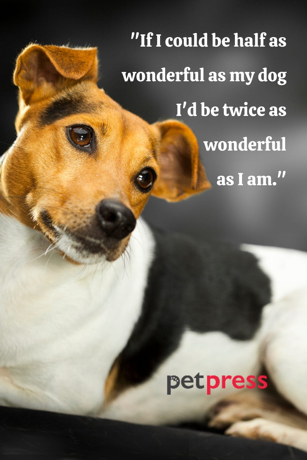 Express Affection for Your Pooch – 50+ Best Love Your Dog Quotes