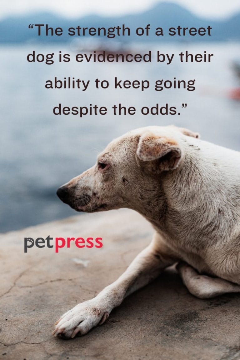 Find Courage and Strength From These Top 50 Stray Dog Quotes