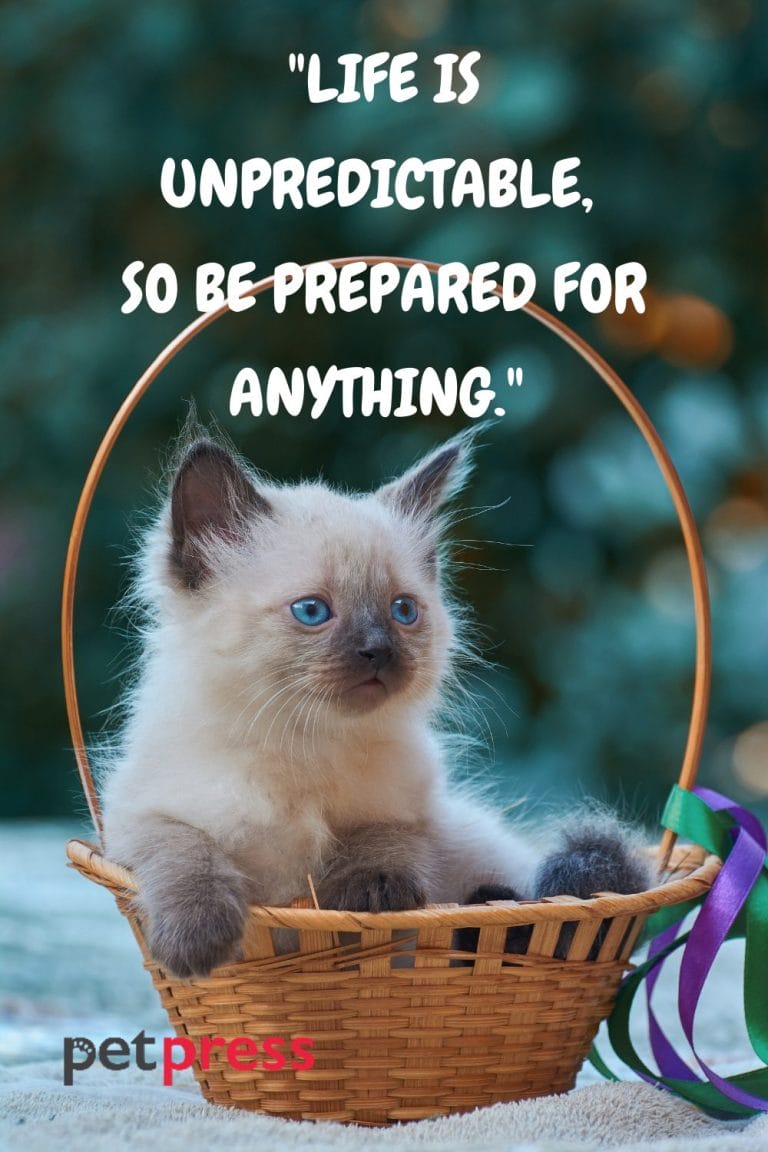 Cuddling With Words: Best 50+ Cute Kitten Quotes for You