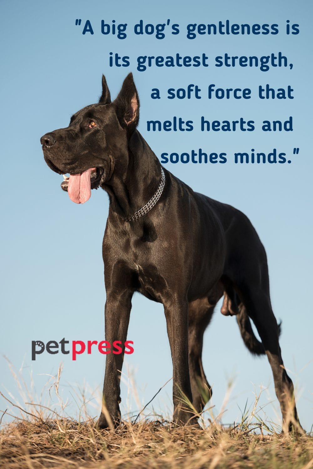 Best 50+ Inspiring Big Dog Quotes That Teach Us About Life