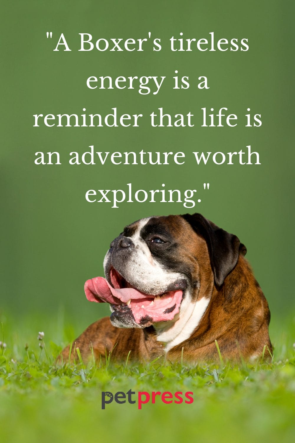 Unleash the Life Wisdom in These Best 50 Boxer Dog Quotes