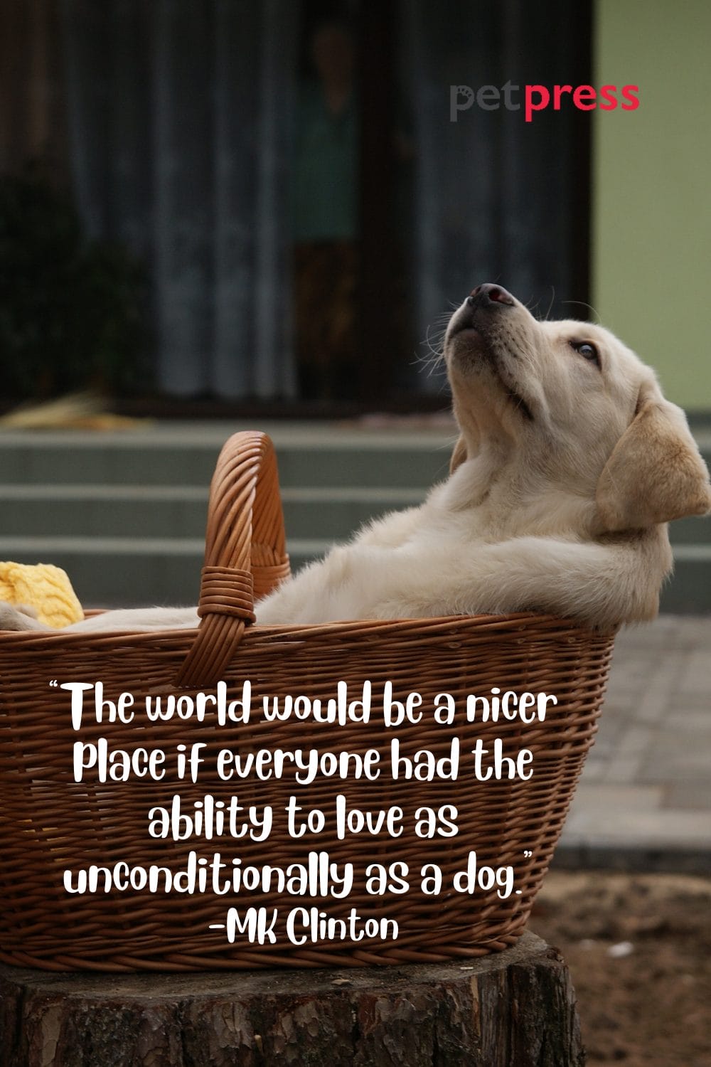 Celebrate Happiness With These 50+ Adorable Puppy Love Quotes
