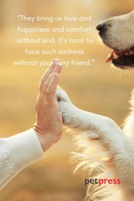 50+ Dog Memorial Quotes to Honor, Sympathy, and Comfort