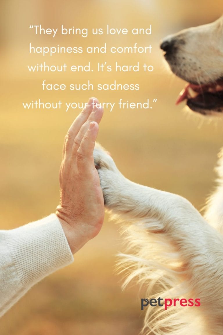 50+ Dog Memorial Quotes to Honor, Sympathy, and Comfort