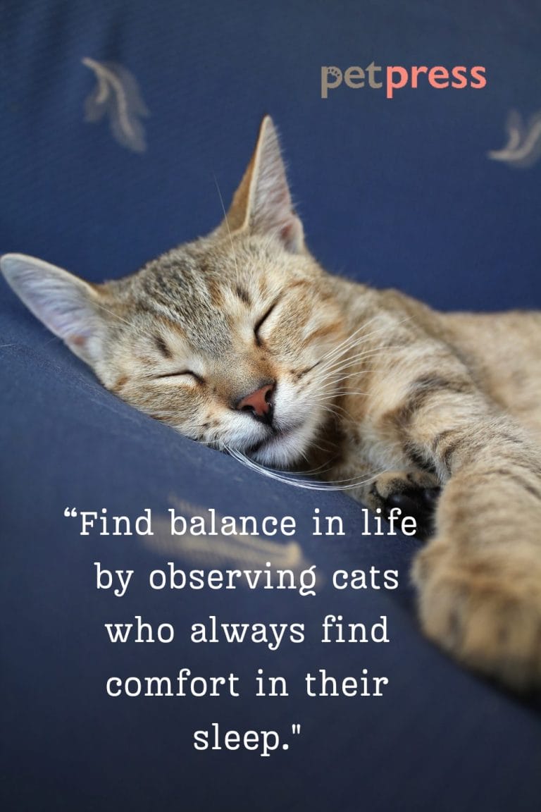 70+ Purr-fect Sleeping Cat Quotes That Will Melt Your Heart