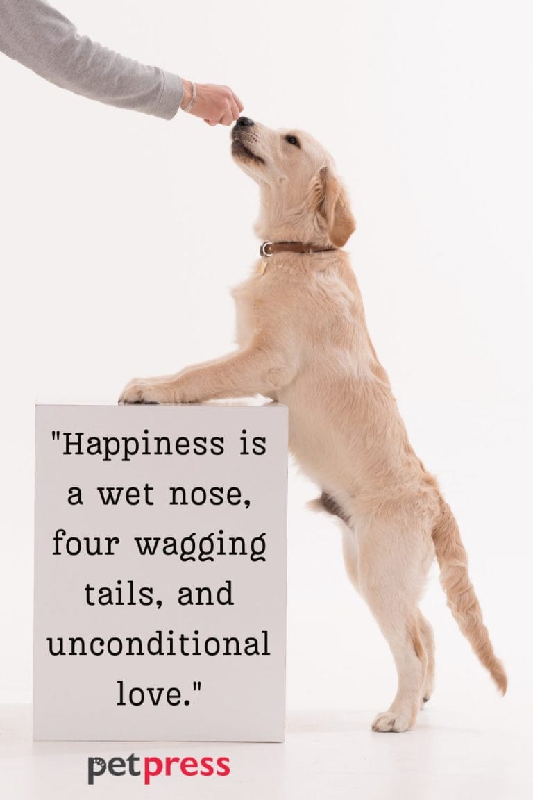60+ Inspiring Dog Life Quotes to Live a Happier and Fulfilling Life
