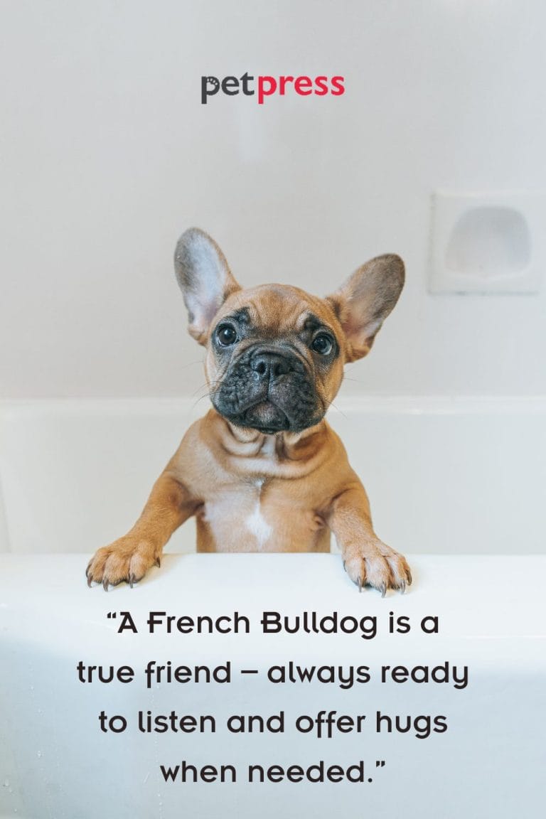 50+ Best French Bulldog Quotes That Will Make You Laugh