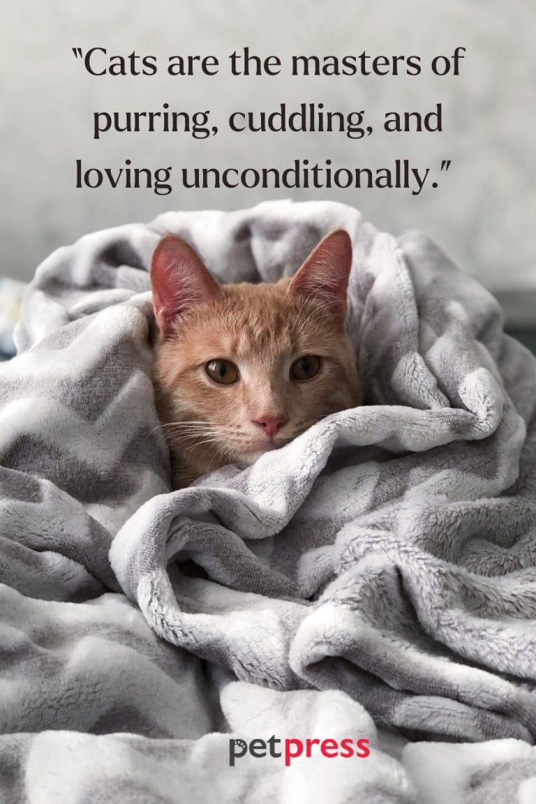 50+ Best Cat Lady Quotes That Inspire to Embrace Dreams