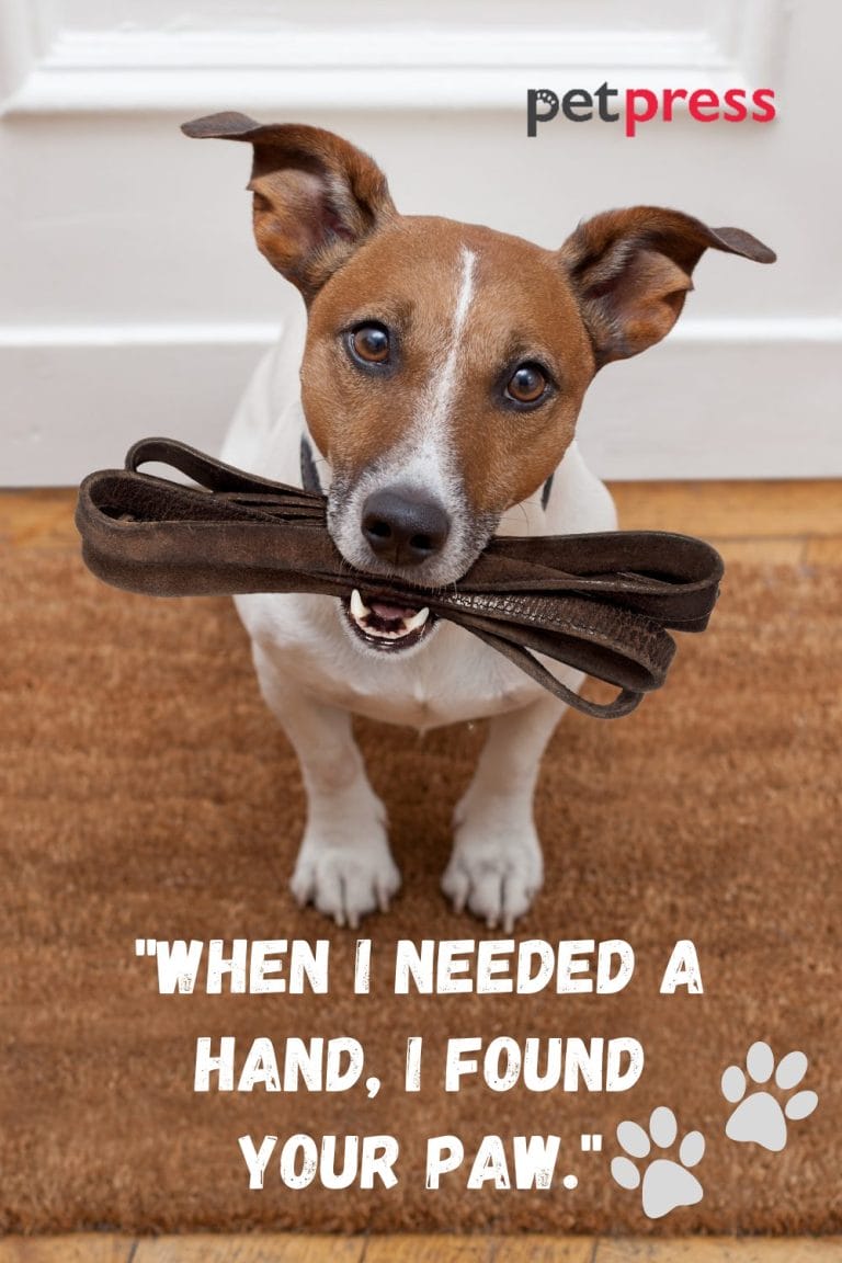 Spark Joy and Happiness: 50+ Heartwarming Dog Therapy Quotes