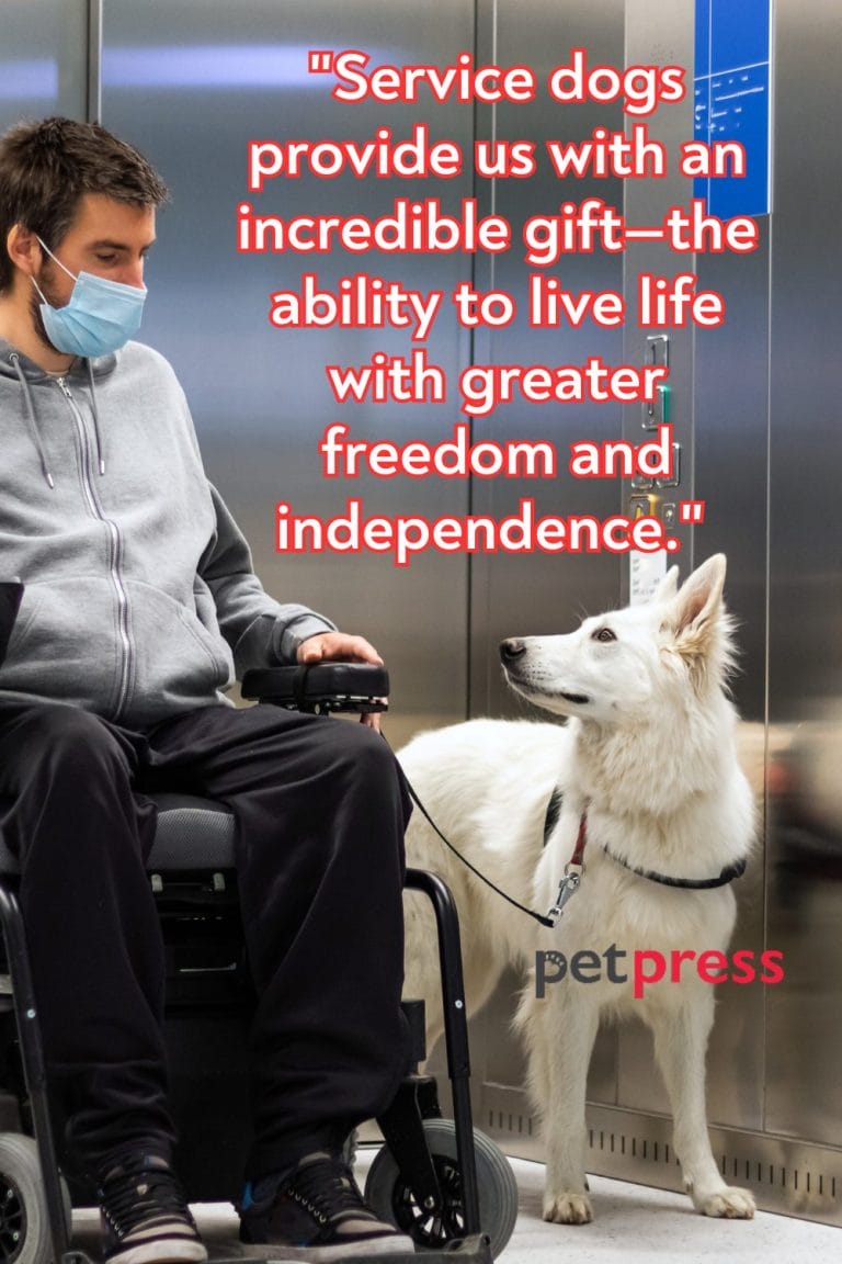 Tap Into Life Wisdom With the Top 50 Best Service Dog Quotes