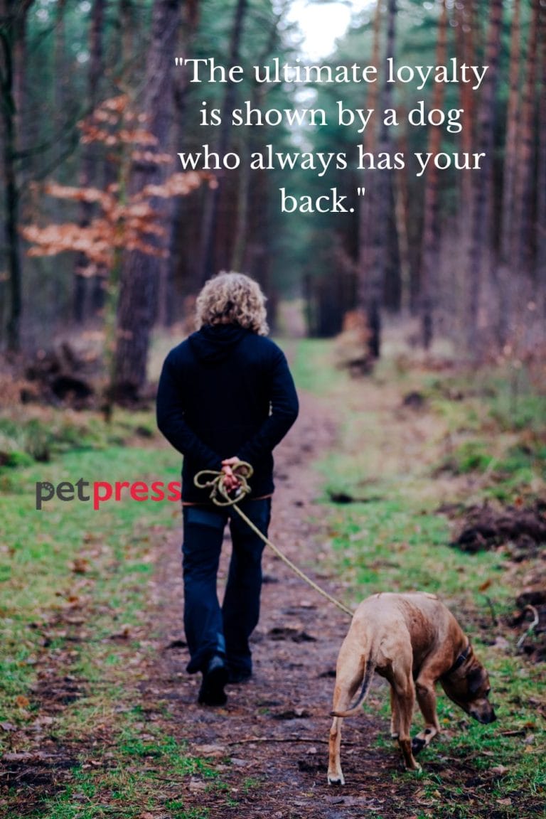50+ Inspiring Dog Friendship Quotes to Celebrate Your Bond
