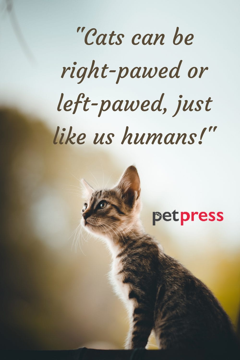 Cuddling With Words: Best 50+ Cute Kitten Quotes for You