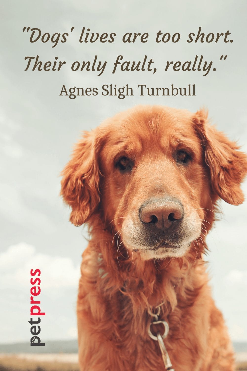 Top 50 Inspiring Dog Emotional Quotes That Speak to the Soul