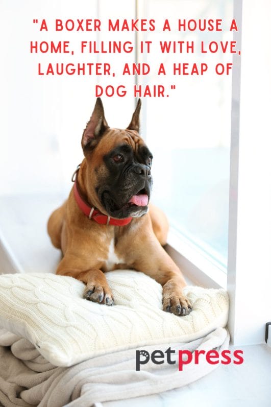 Unleash the Life Wisdom in These Best 50 Boxer Dog Quotes