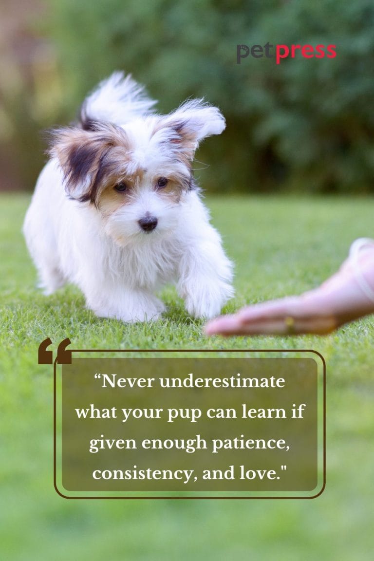 50+ Inspiring Dog Training Quotes That Will Motivate You