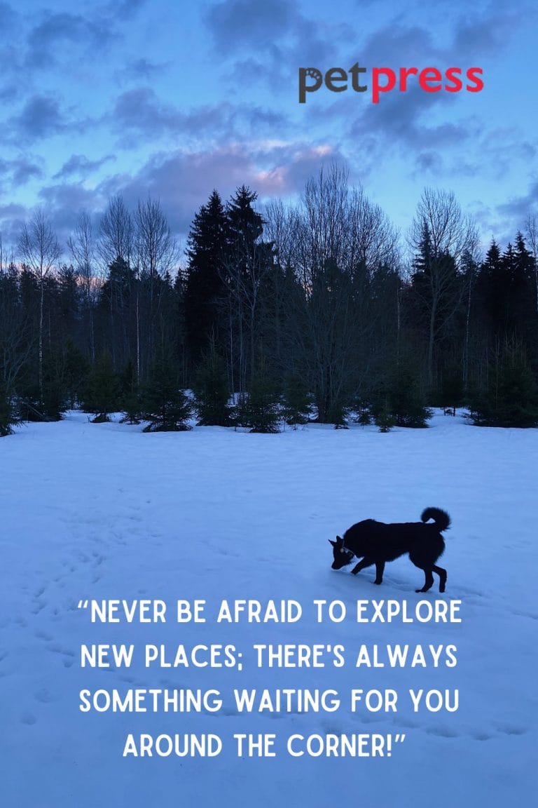 50+ Dog Walking Quotes on Being Bold and Adventurous