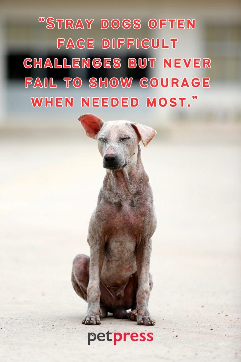 Find Courage and Strength From These Top 50 Stray Dog Quotes