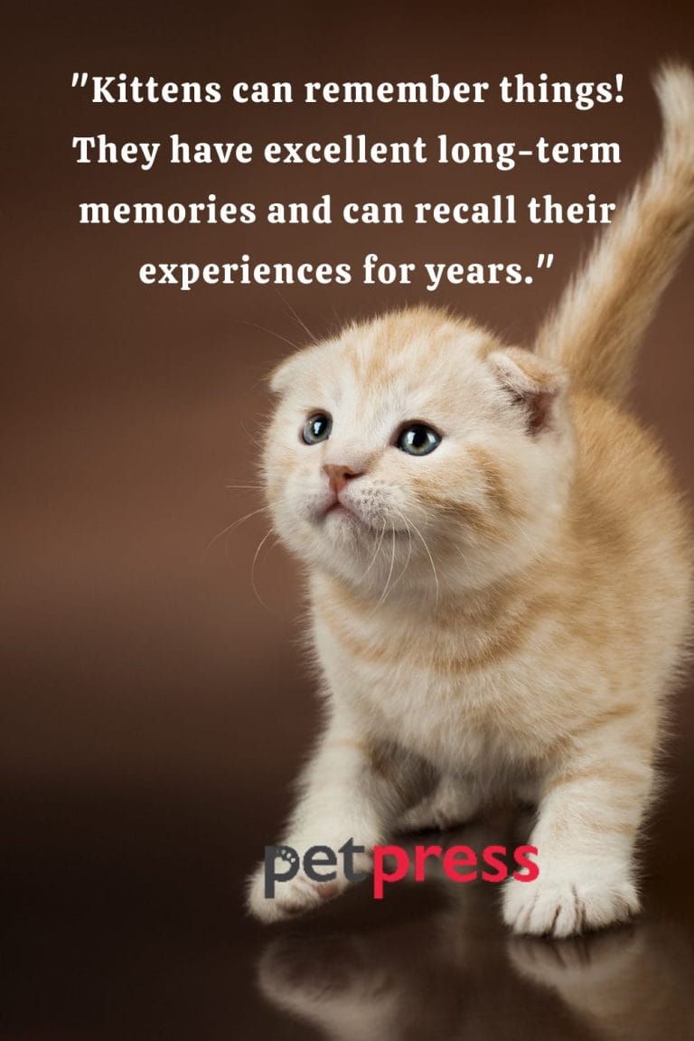 Cuddling With Words: Best 50+ Cute Kitten Quotes for You