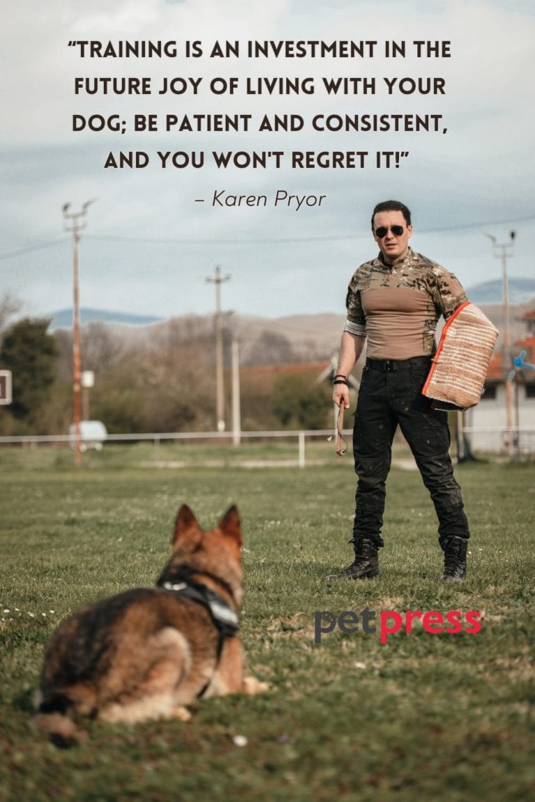 50+ Inspiring Dog Training Quotes That Will Motivate You