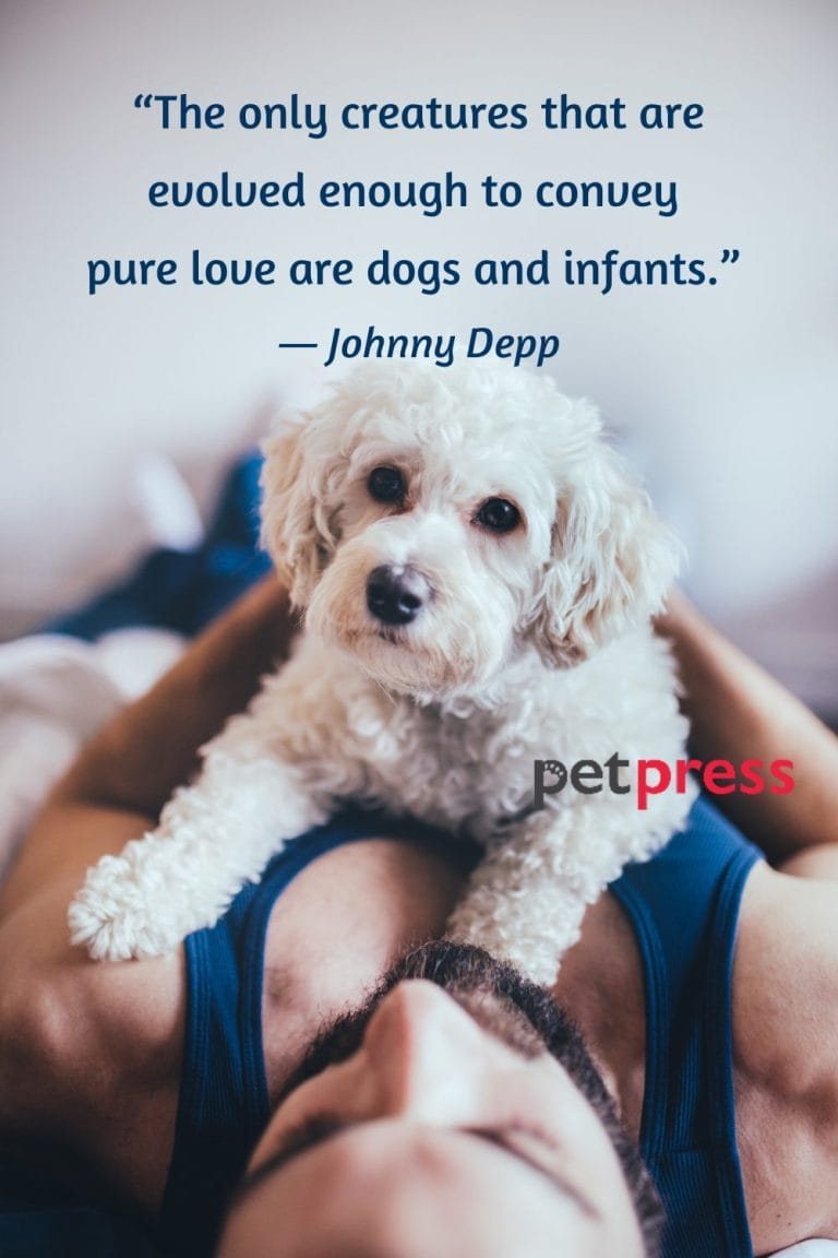 50+ Dog and Human Quotes That Inspire Love and Loyalty