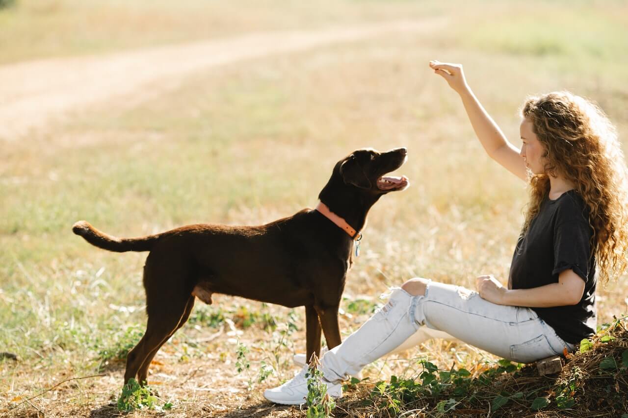 Get Your Dog Movin': 10 Fun Activities to Burn Your Dog's Energy