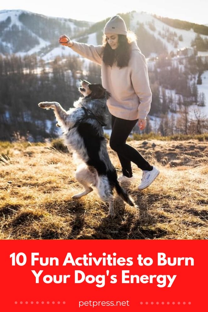 Get Your Dog Movin': 10 Fun Activities to Burn Your Dog's Energy