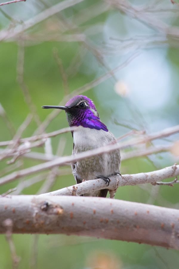 Exploring the Vibrant World of Colorful Bird Species