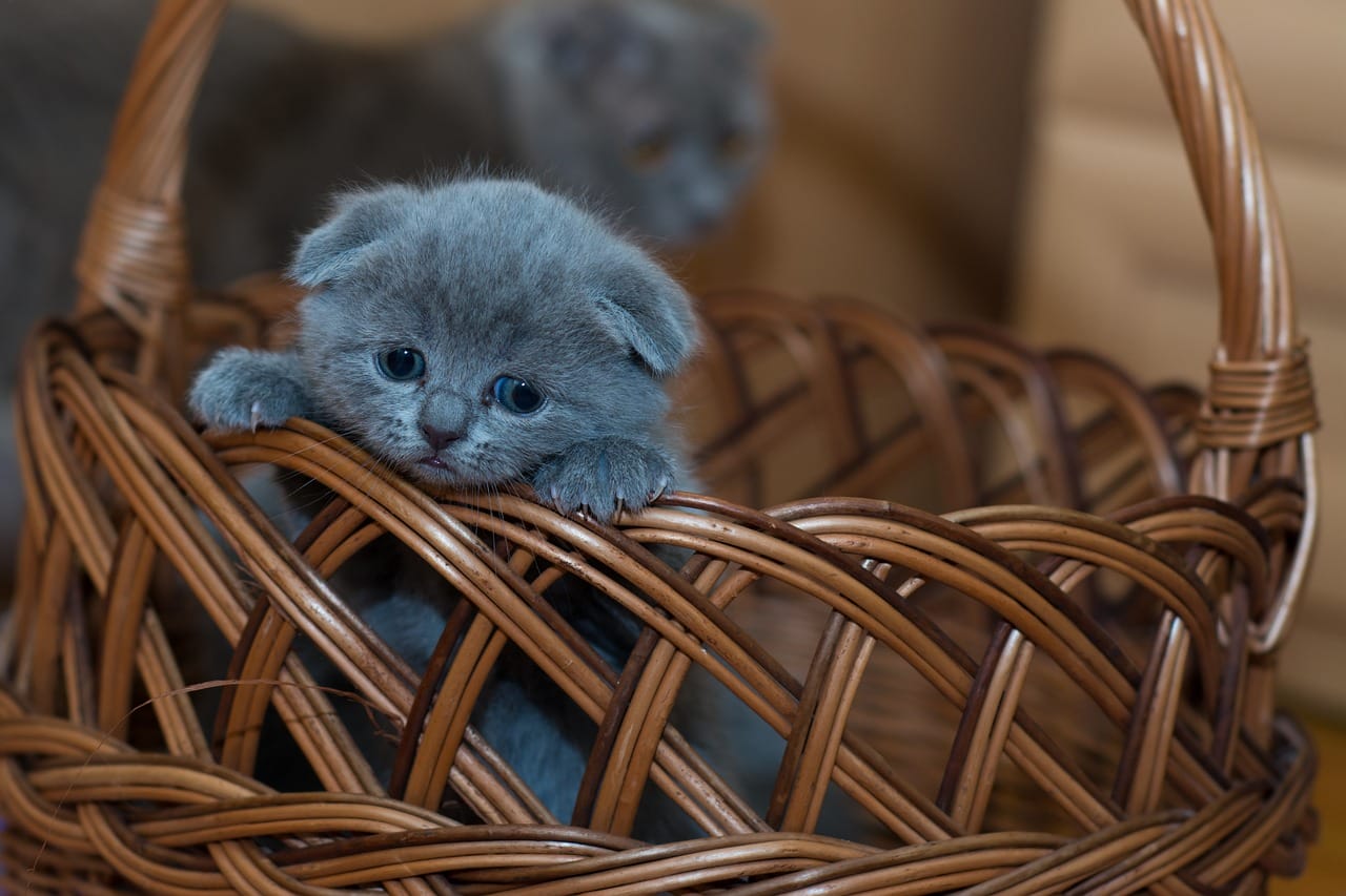 Cuddling With Words: Best 50+ Cute Kitten Quotes for You