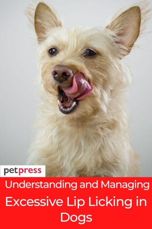 Understanding and Managing Excessive Lip Licking in Dogs