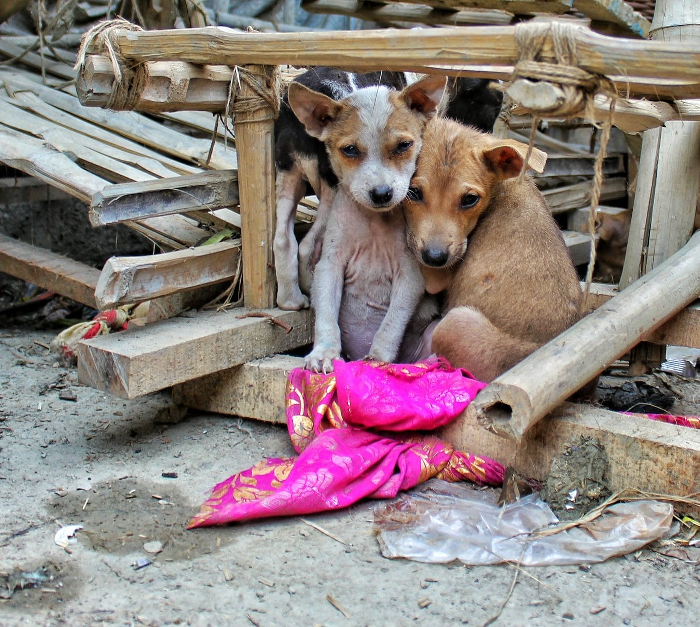 Find Courage and Strength From These Top 50 Stray Dog Quotes