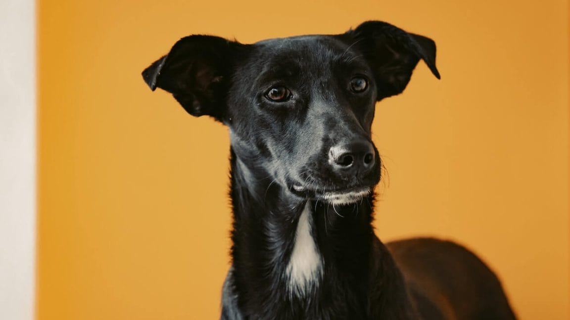 What Is a Cavapoo? Understanding The Popular Crossbreed