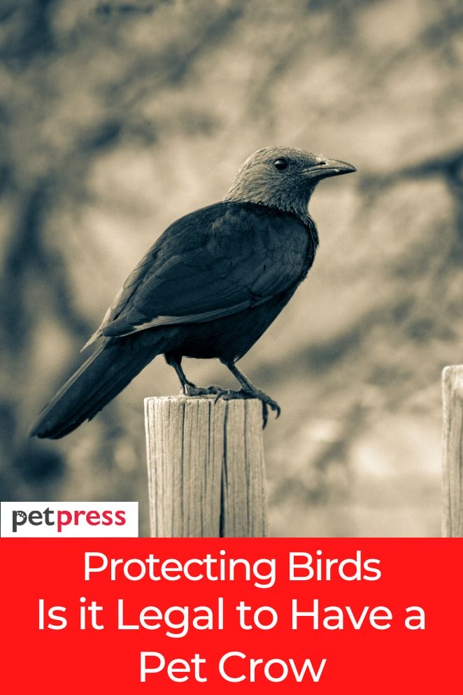 Protecting Feathered Friends: Is it Legal to Have a Pet Crow