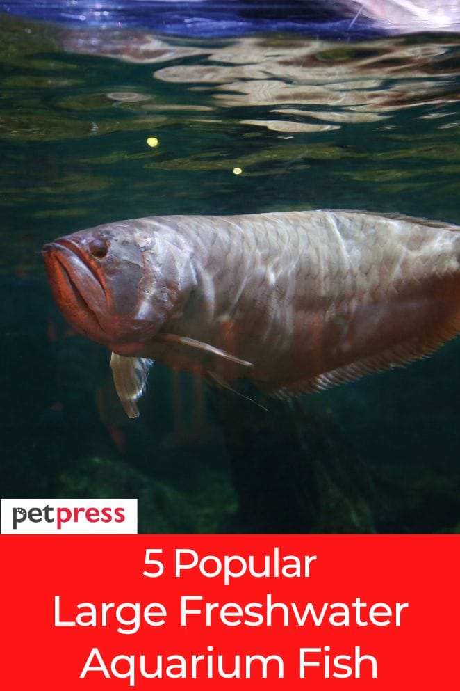 The Majestic Beauties: 5 Popular Large Freshwater Aquarium Fish