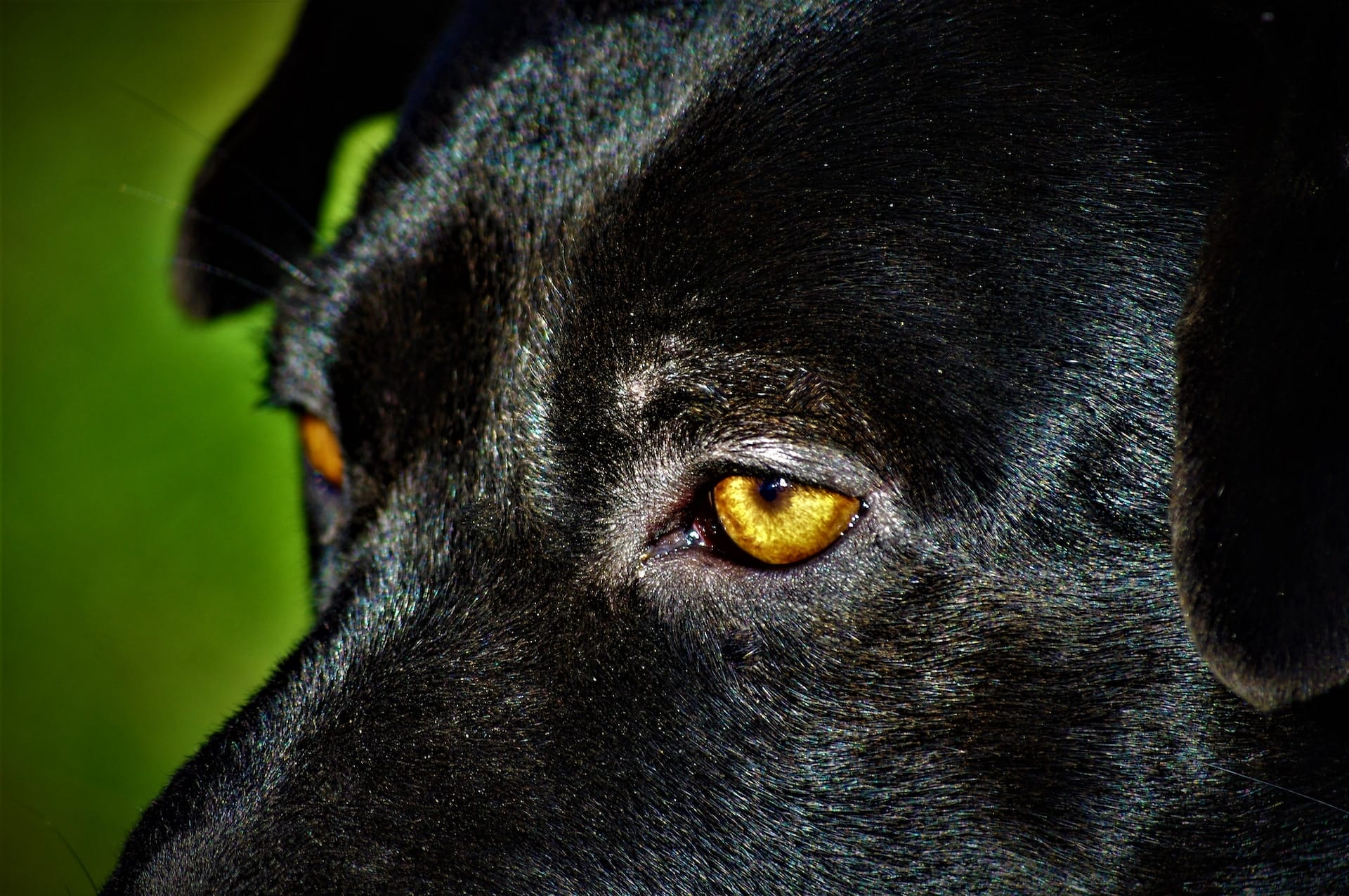 Selfless Love: 50+ Uplifting Soul Dog Quotes - PetPress