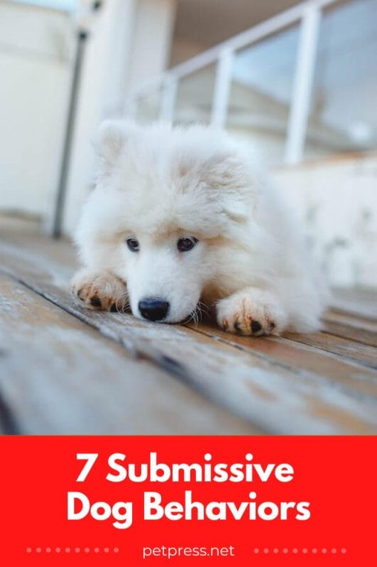 An Insider's Guide to Submissive Dog Behaviors