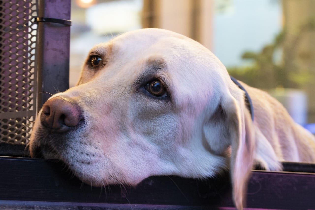 Top 50 Inspiring Dog Emotional Quotes That Speak to the Soul