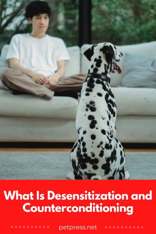 Pup Parenting Basics: Desensitization and Counterconditioning