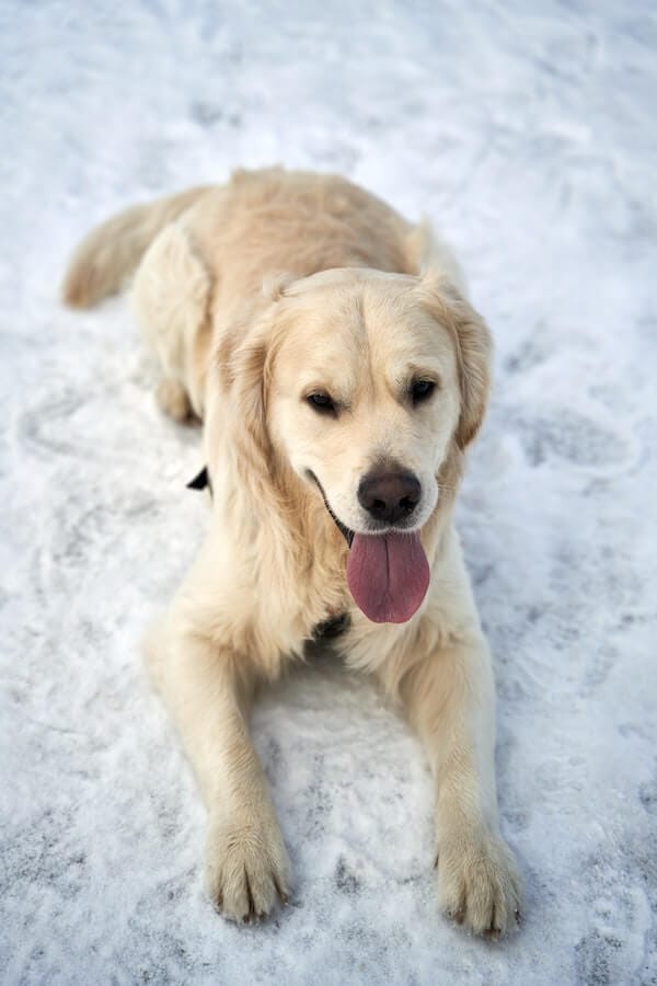 Pup Parenting Basics: Desensitization and Counterconditioning