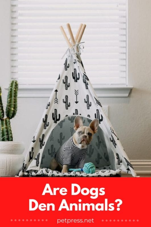 Are Dogs Den Animals: Uncover the Truth Behind Canine Behavior