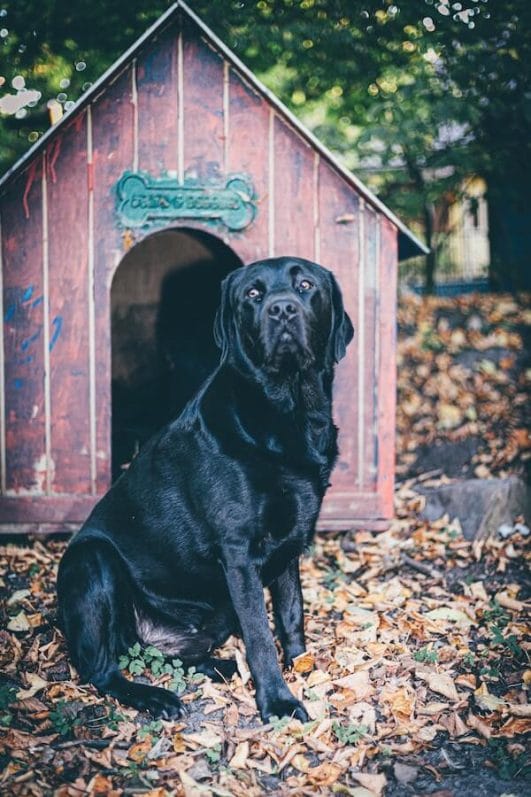 Are Dogs Den Animals: Uncover the Truth Behind Canine Behavior