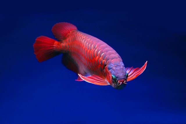 The Majestic Beauties: 5 Popular Large Freshwater Aquarium Fish