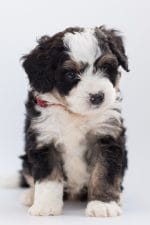 What is a Bernedoodle: The Perfect Family Companion