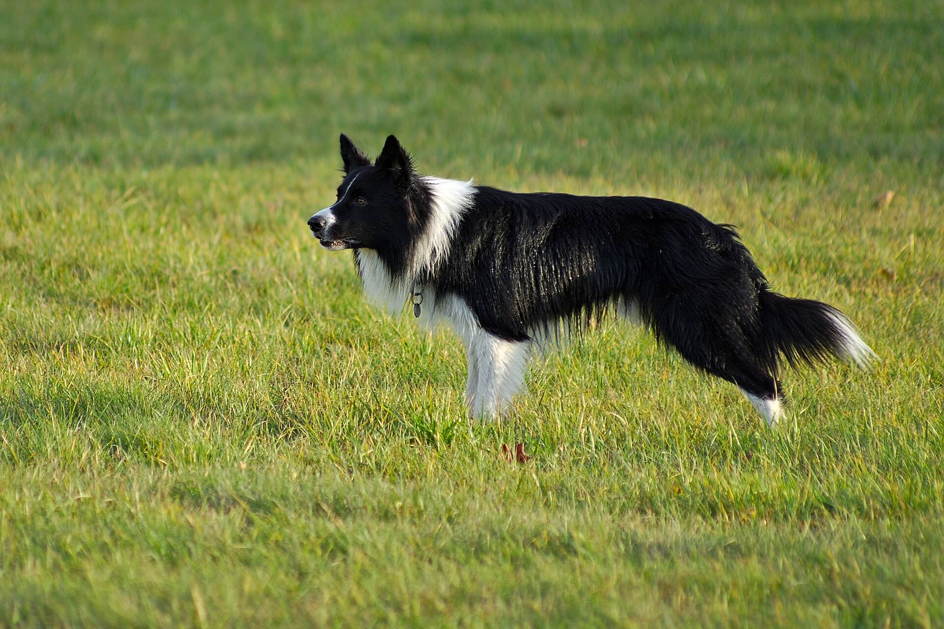14 Best Dog Breeds for Farms & Why They're Perfect Companions!